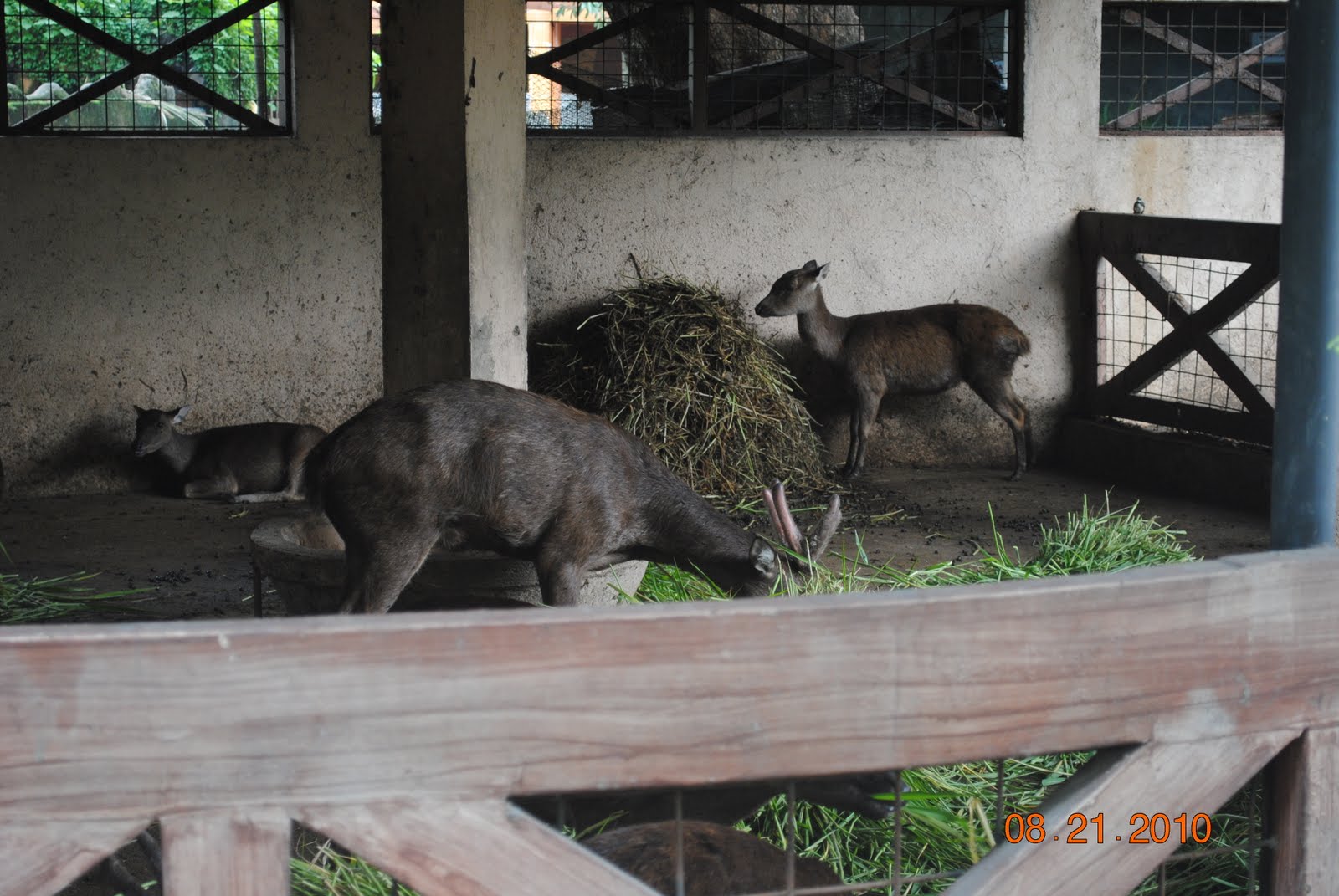 Mga Bulong Sa Likod Nitong MgaLente: Manila Zoo