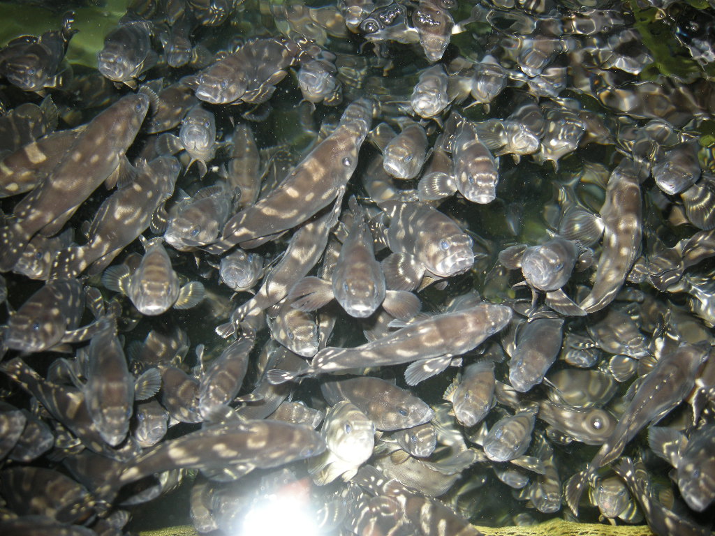 ON THE COAST OF OCEAN LIFE: Grouper, Garupa, Kerapu