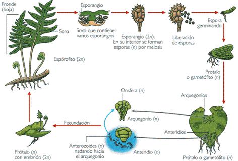 La formacion de esporas y gametos en las plantas