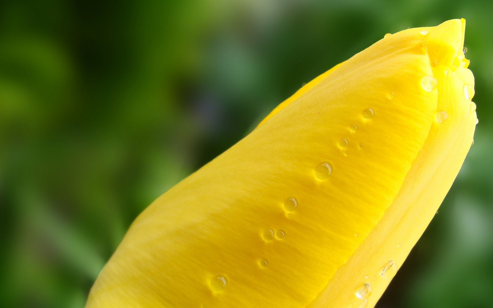 Wallpaper City: Amazing HD Raindrops Wallpapers Collection.