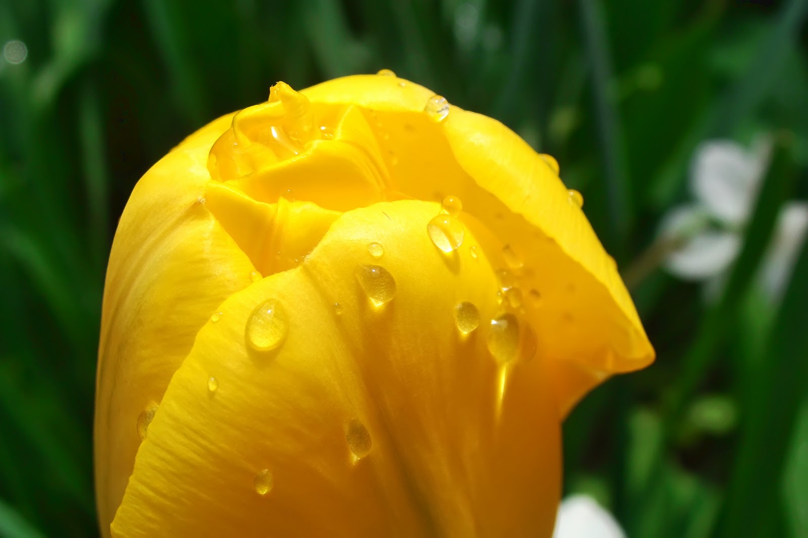 Wallpaper City: Amazing HD Raindrops Wallpapers Collection.