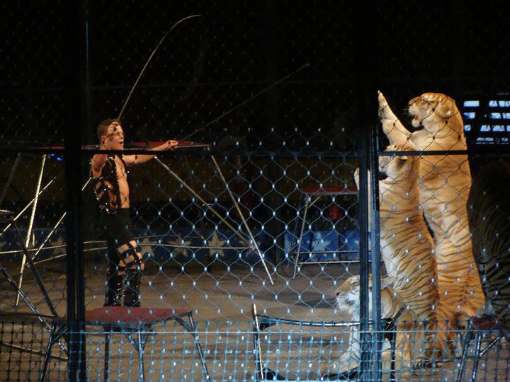 CIRCUS DIARIES: Circus of the Stars