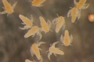 Taller de Cultivos Marinos del Cabildo de Gran Canaria: Artemias