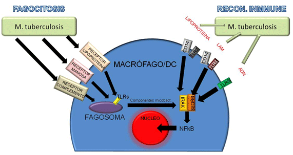 morfofisiologia celular: FAGOCITOSIS