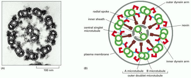 morfofisiologia celular: QUIMIOTAXIS EUCARIOTA