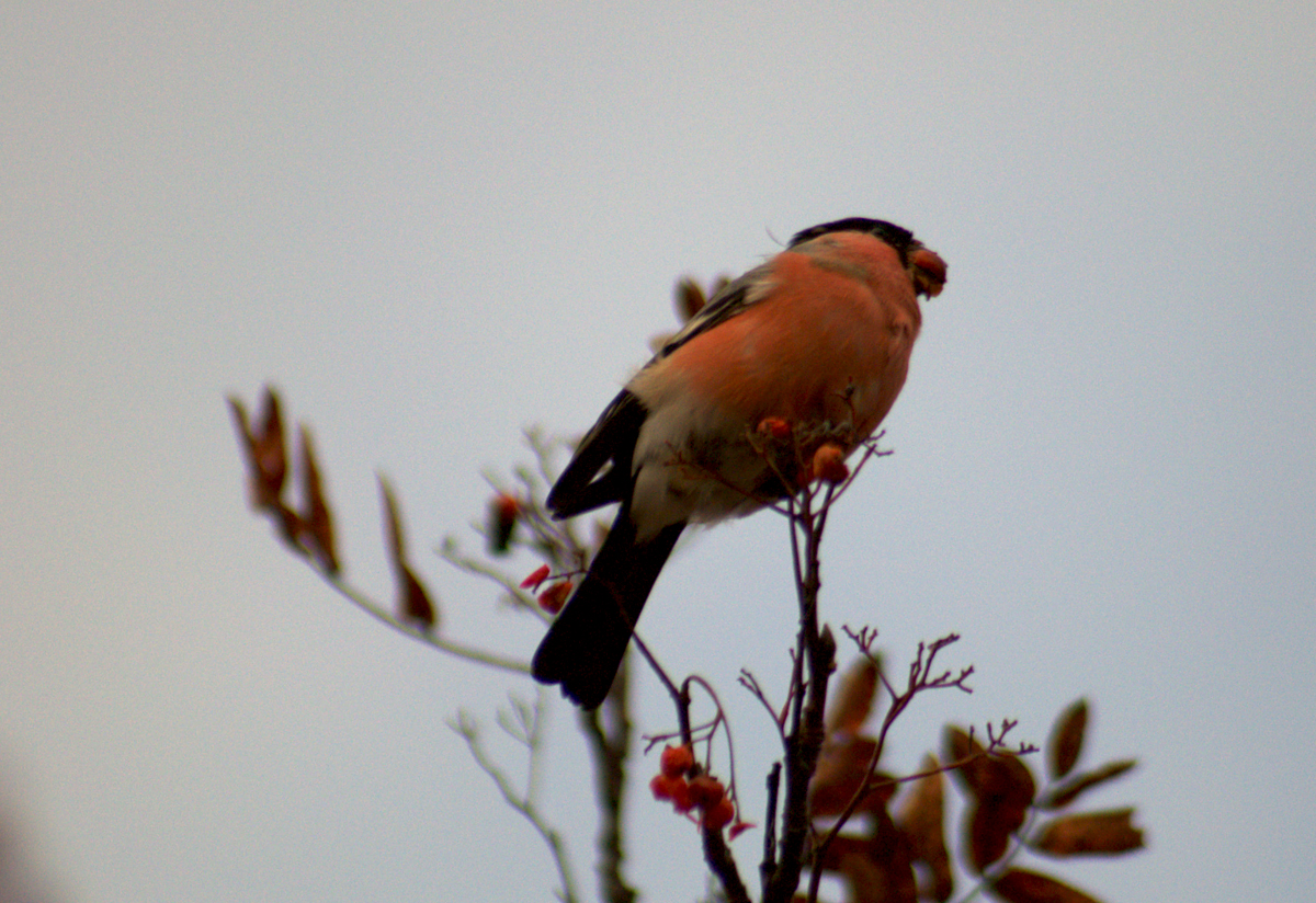 Tiitsailua: Punatulkku