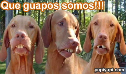 SENTIR ELS DUBTES: DOG CULTURE