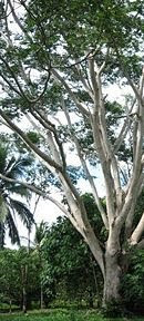 TREES: KINDS OF TREES