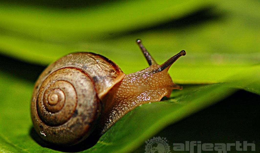 alfiearth photo: Siput