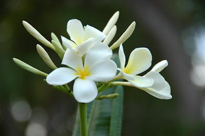 Sociedad Jardín Botánico de Los Mochis IAP: 9/5/10 - 16/5/10