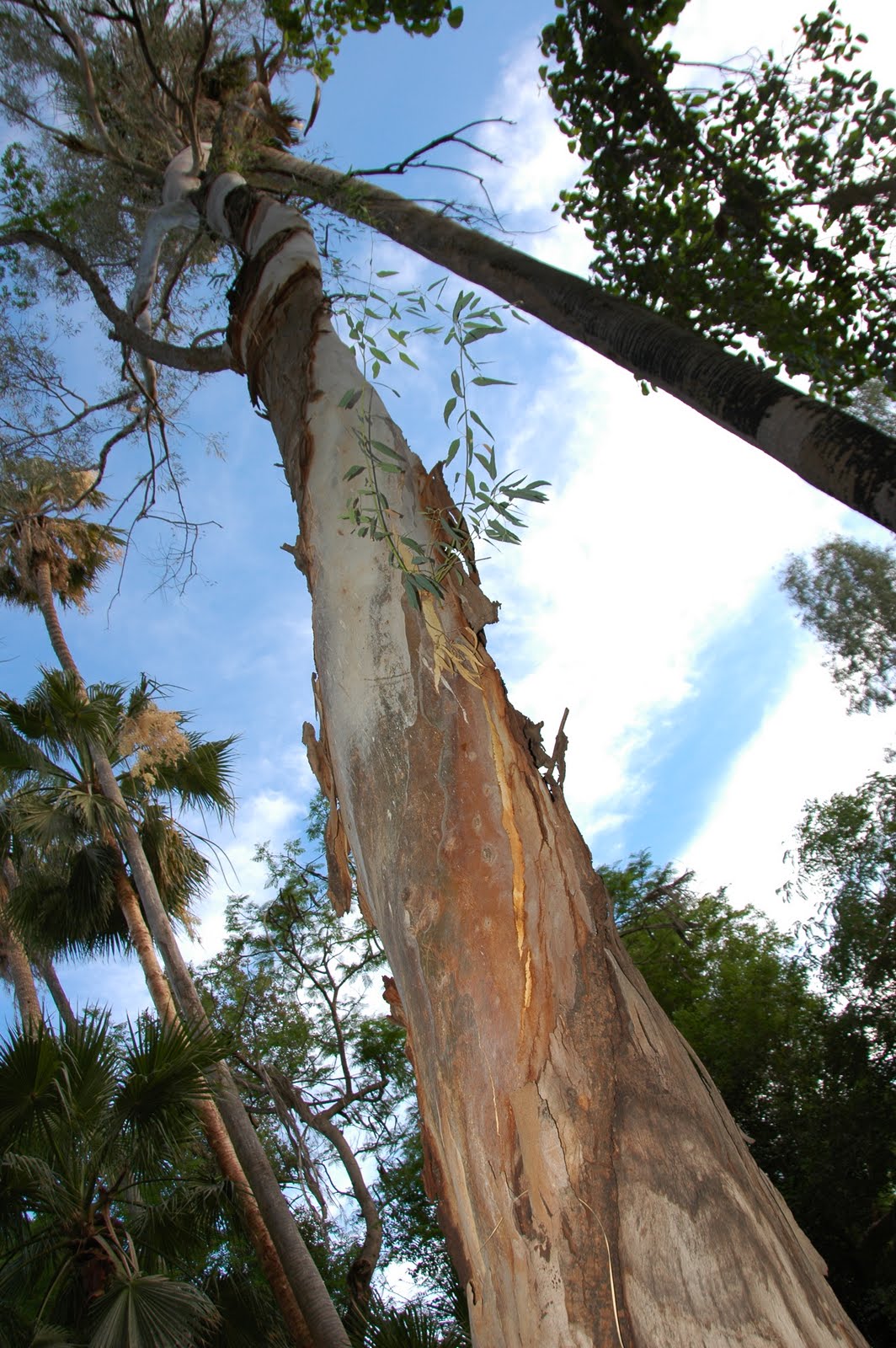 Sociedad Jardín Botánico de Los Mochis IAP: 9/5/10 - 16/5/10