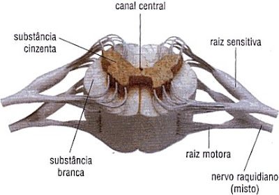 Medicina Veterinaria - Sistema Nervoso: Medula Espinhal