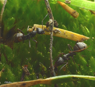 fourmis du genre Formica: Serviformica