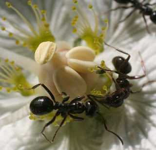 fourmis du genre Formica: Serviformica