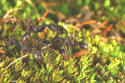 fourmis du Costa Rica: Labidus praedator: army ants