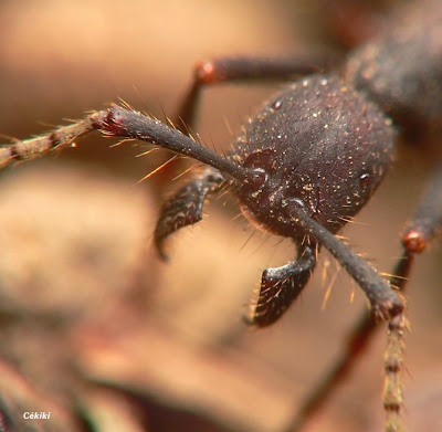 fourmis du Costa Rica: Labidus praedator: army ants