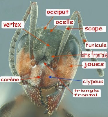 anatomie d'une fourmi