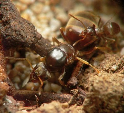 :: Lasius neglectus ::lasius neglectus