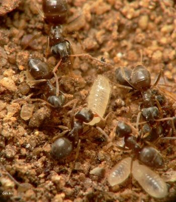 :: Lasius neglectus ::lasius neglectus