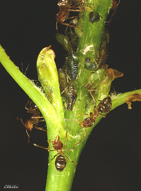 fourmis et pucerons: pucerons des plantes aériennes