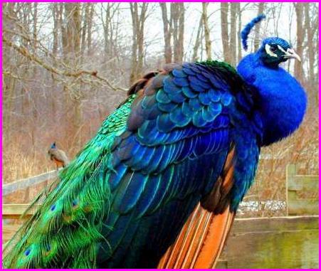 O Mundo em que Não Conhecemos: Os Animais Mais Coloridos do Planeta