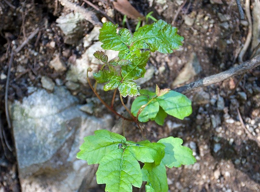 Spring Brings Poison Oak