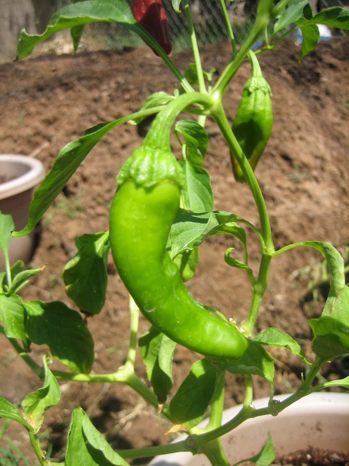 Chef Tess Bakeresse: How to Roast and Peel a Chile Pepper 101
