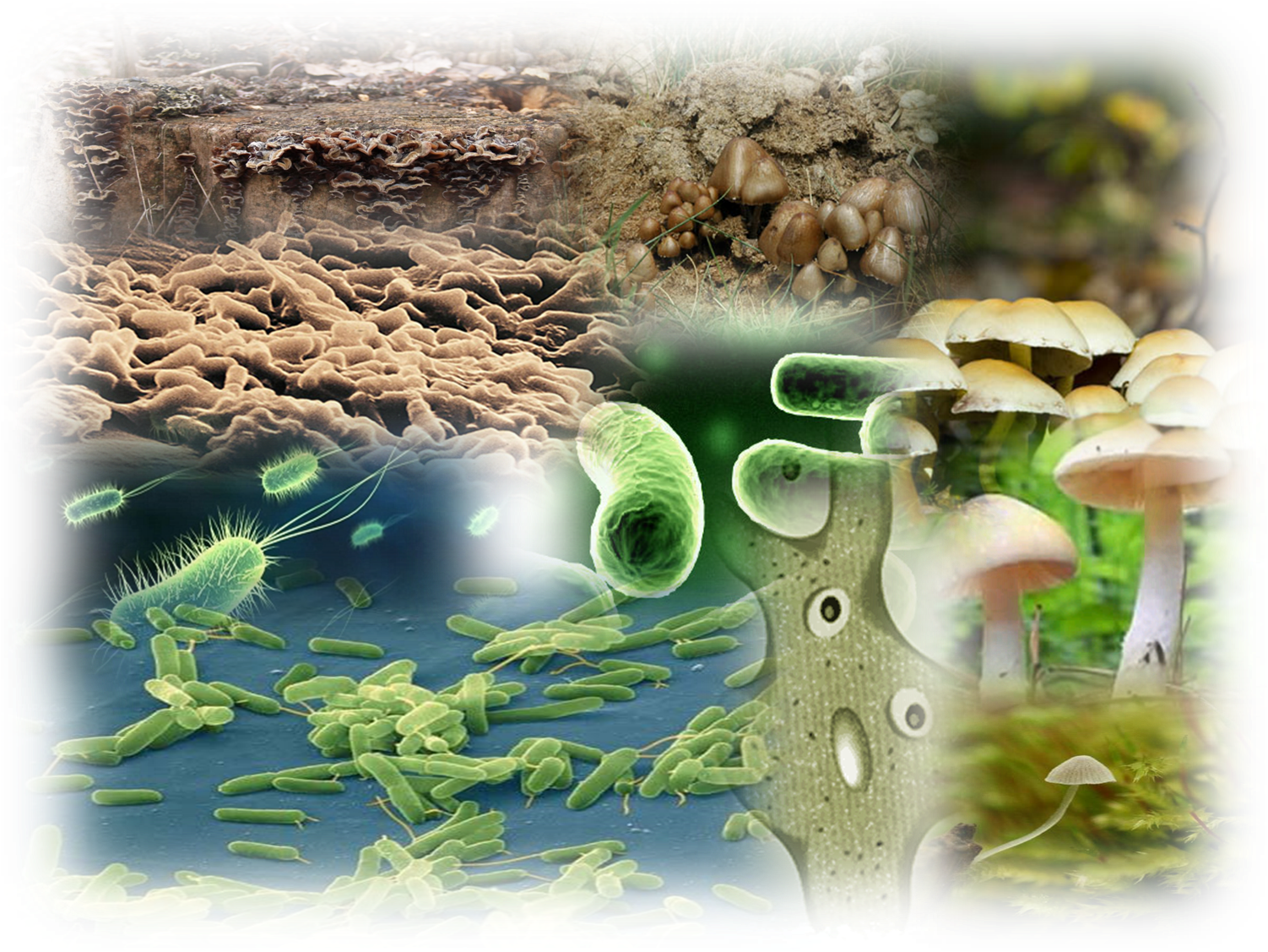 Blog-Ciencias Naturales- Grupo1- Copol- Casa Grande