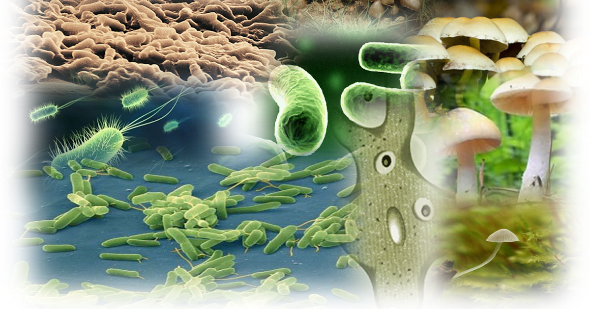 Deterioro ambiental: Organismos Descomponedores.