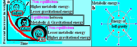 Self Gravitation Bio: Biomechanics of Intrinsic Gravity
