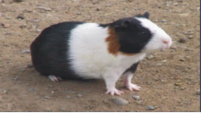 crianza de cuyes: TIPOS DE CUYES