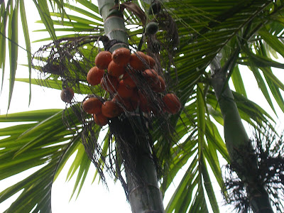 Life in Penang, is more than beautiful: Penang & Pinang Tree