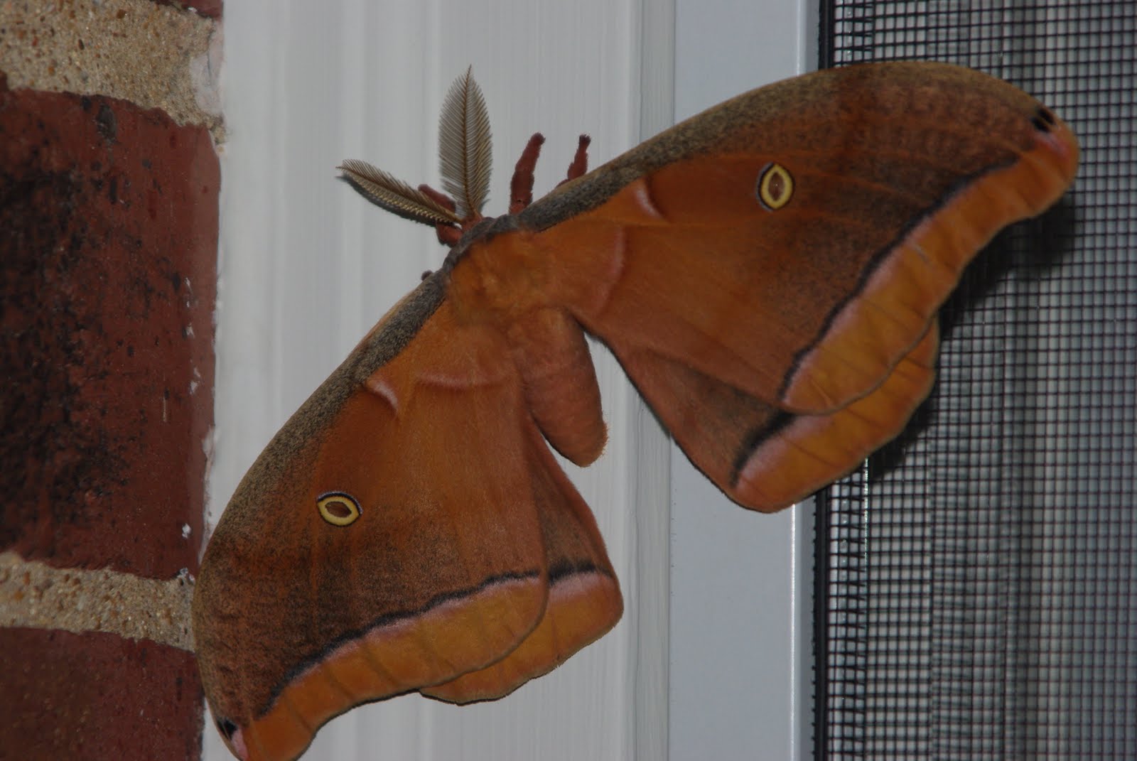 And now, for something completely different...: Mammoth Moth