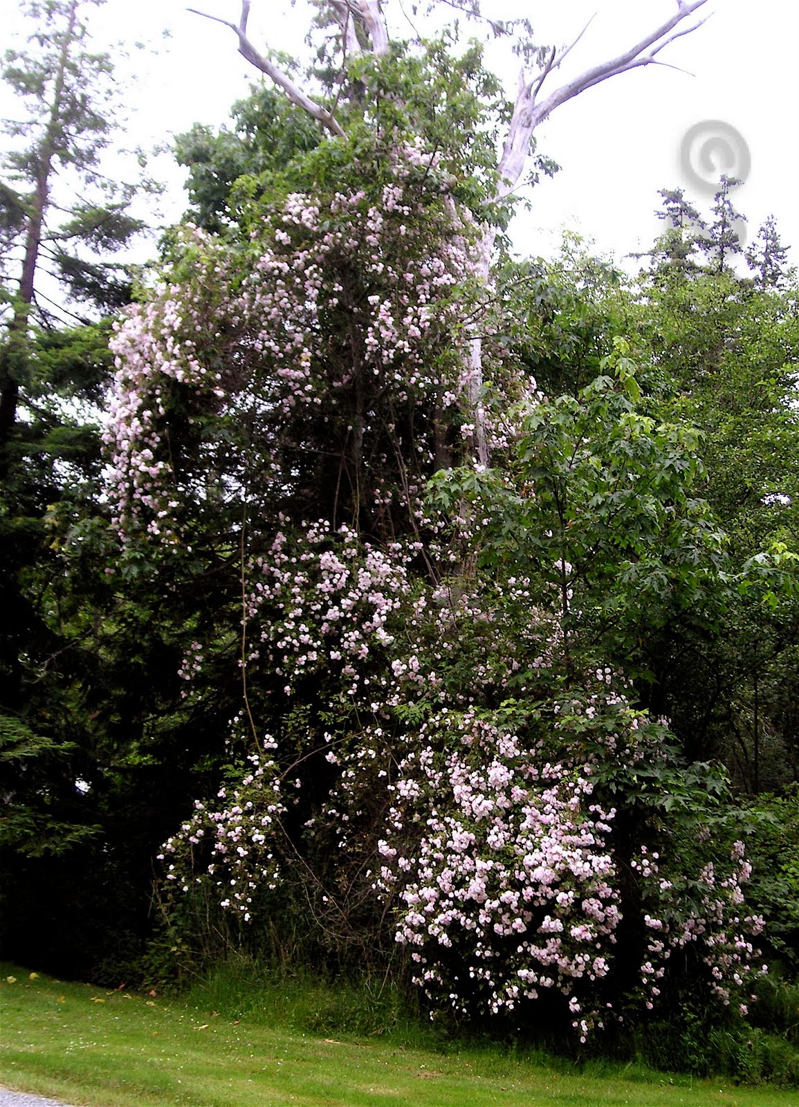 Life On Island Time: My "Rose Tree"