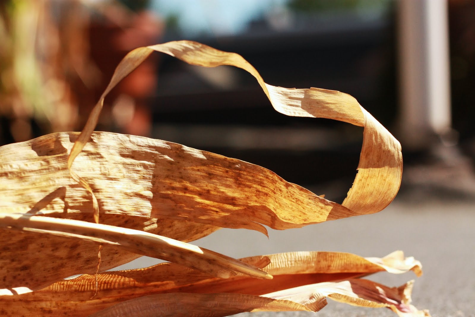 The Miseducation of Nik-Cole