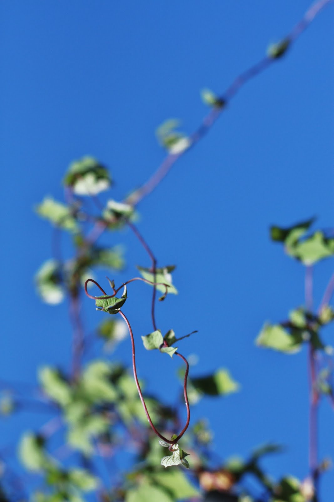 The Miseducation of Nik-Cole