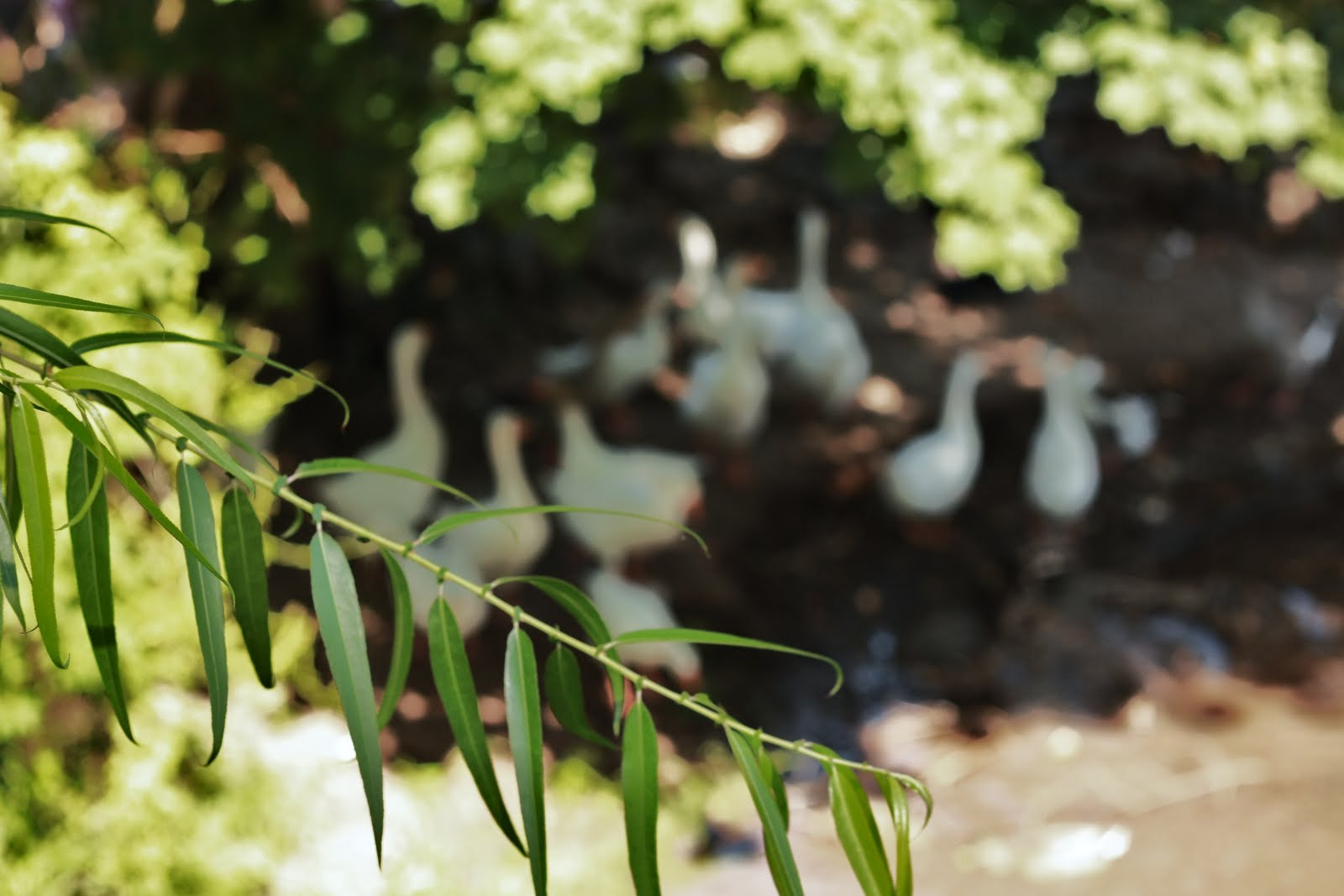 The Miseducation of Nik-Cole