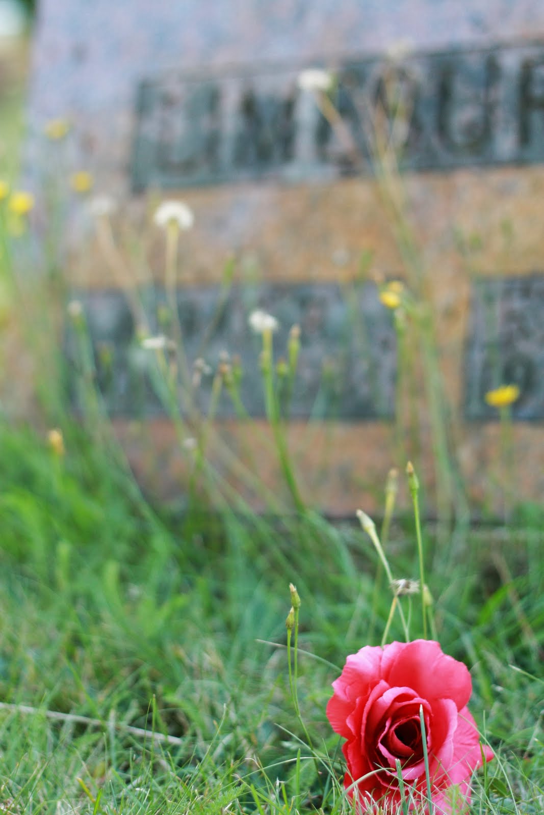 The Miseducation of Nik-Cole