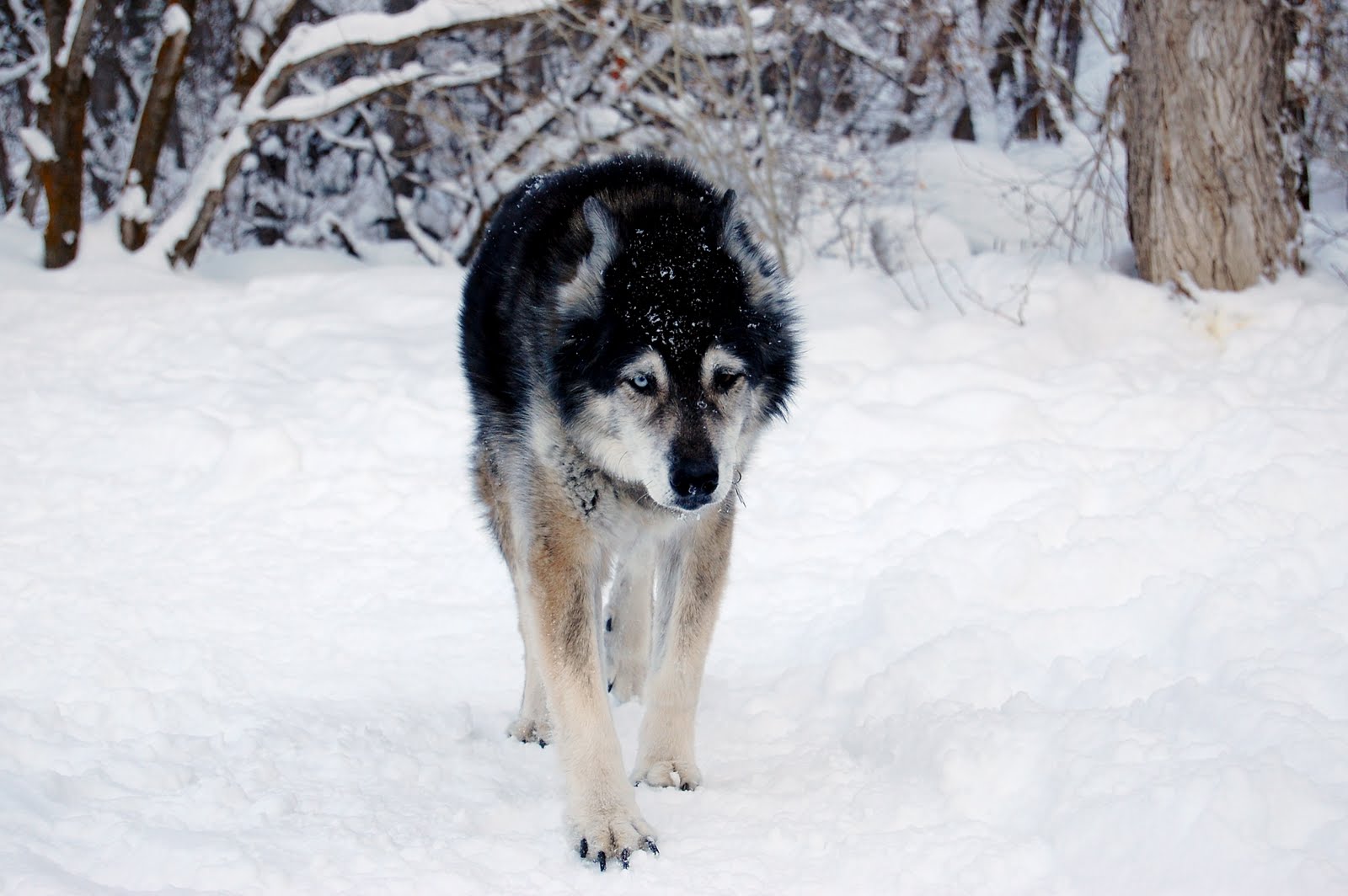 Romney-Edwards 2008: Tuco Benedicto Pacifico Juan Maria Ramirez ...