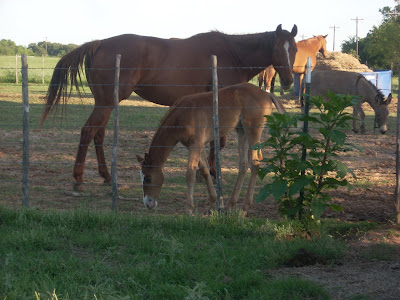 Kbar Barrel Horses: Jud Little Stallions