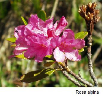 Els Alps: Plantes alpines