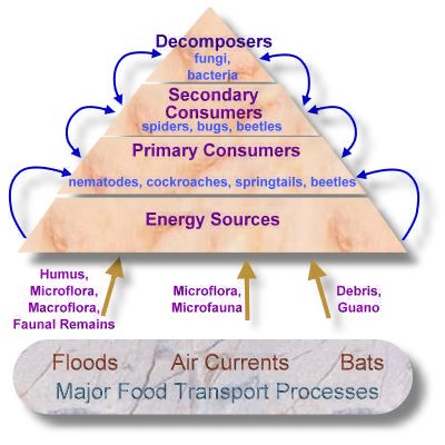 development management: The Food Web in Caves