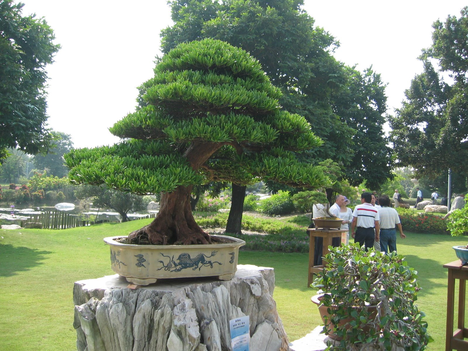 newzealandteatreebonsai: Rich Patronages Drive Taiwan Bonsai Scene