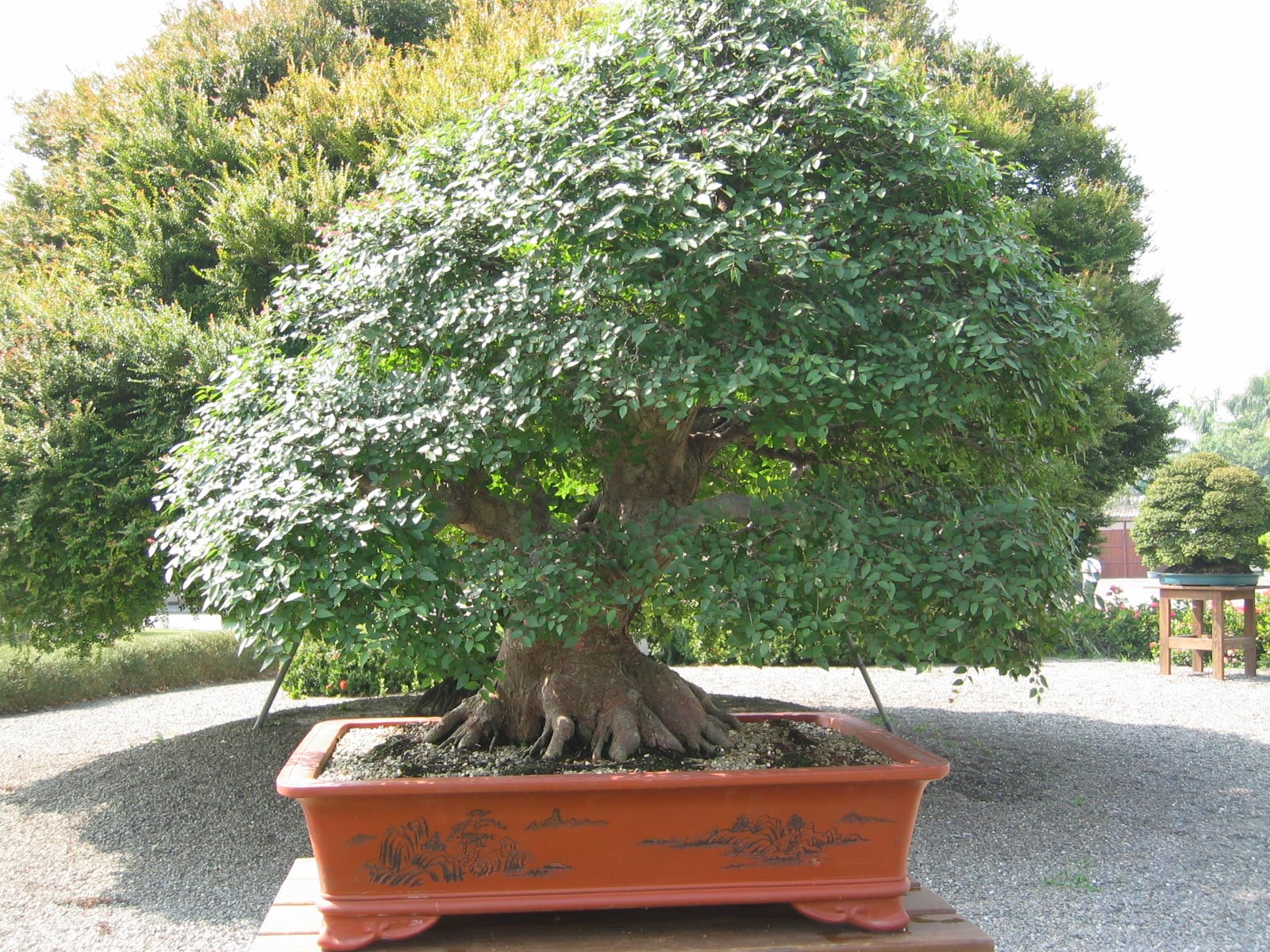 newzealandteatreebonsai: Rich Patronages Drive Taiwan Bonsai Scene