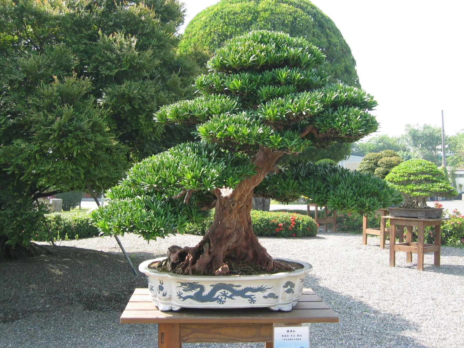 newzealandteatreebonsai: Rich Patronages Drive Taiwan Bonsai Scene