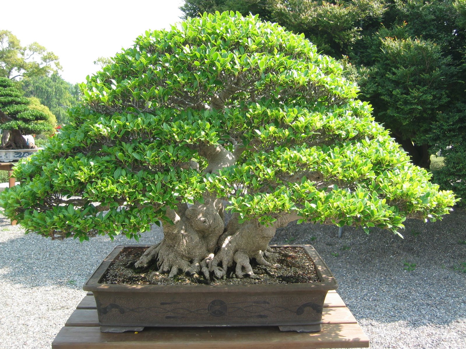 newzealandteatreebonsai: Rich Patronages Drive Taiwan Bonsai Scene