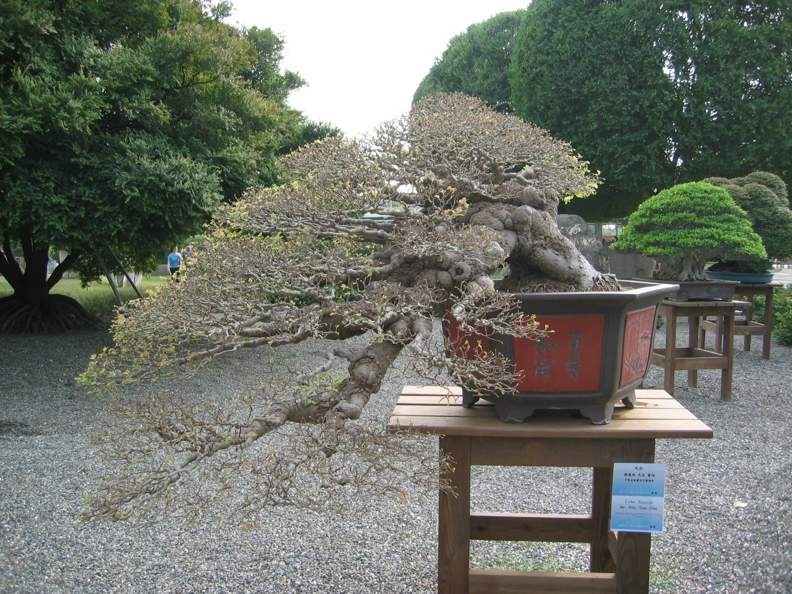 newzealandteatreebonsai: Rich Patronages Drive Taiwan Bonsai Scene