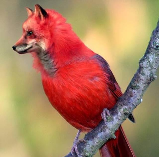 Weird things that happen in the world.: Fox Bird Thing?!?!?!?!?!?!?!?!?!?!