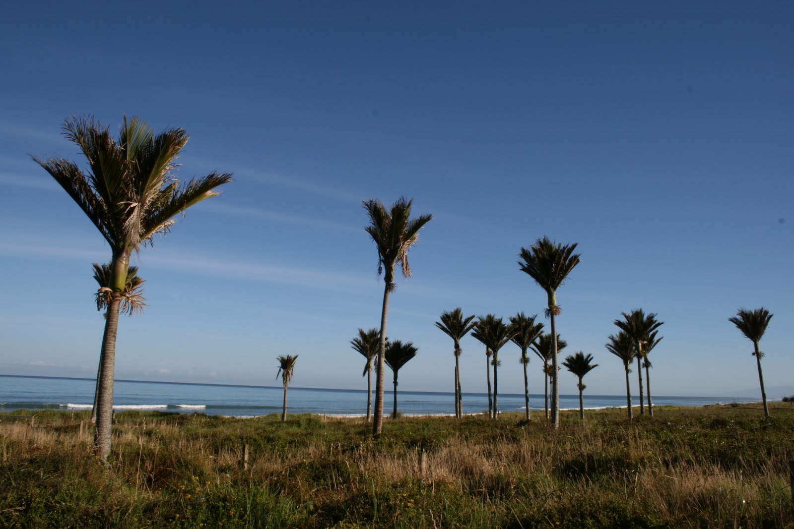 Beautiful World: Nikau palms at Nikau