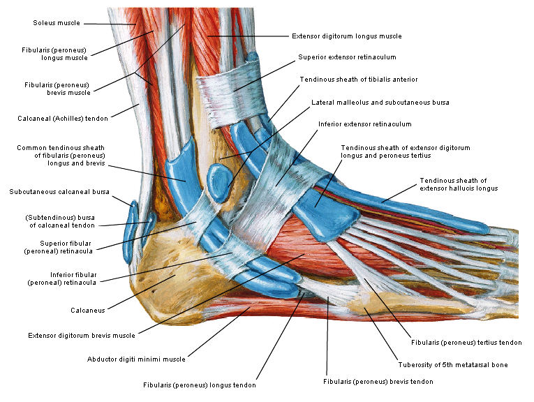 Flexor retinaculum injury running downhill, common digestive problems ...